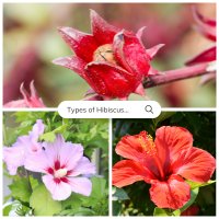 Hibiscus Flower and Its Types - Native of Natural
